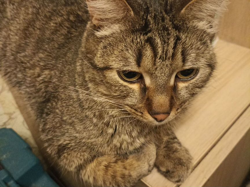 Котик Шелби, 3 года