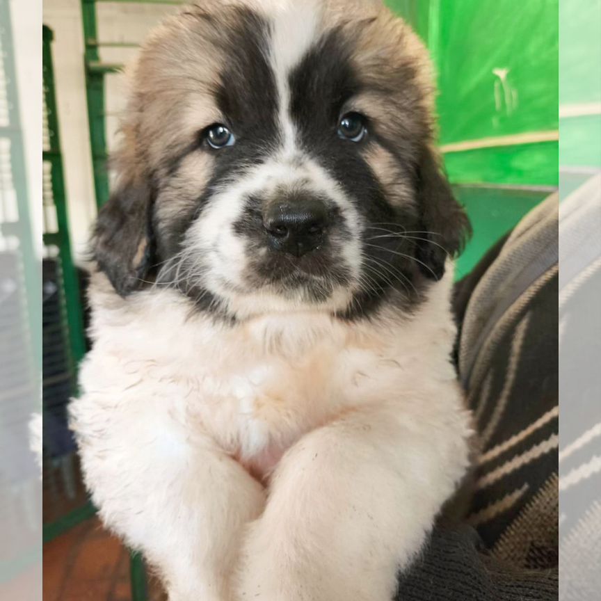 Щенки Московской Сторожевой