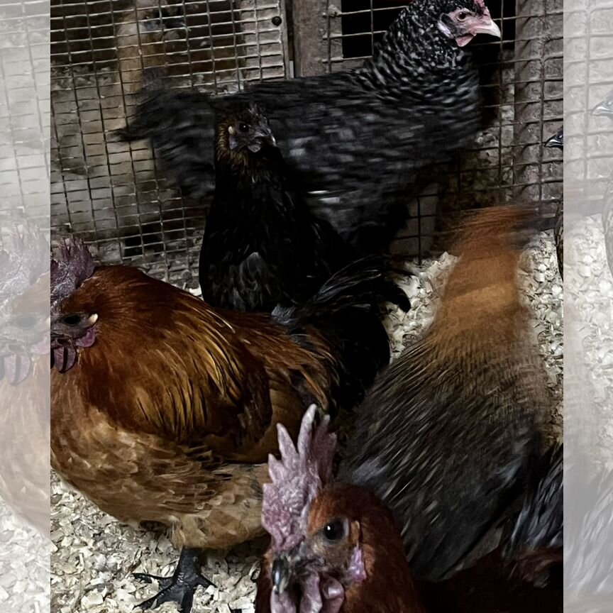 Куры домашние