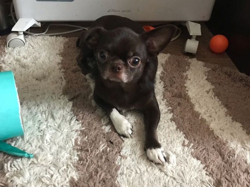 Продам шокоЧишку