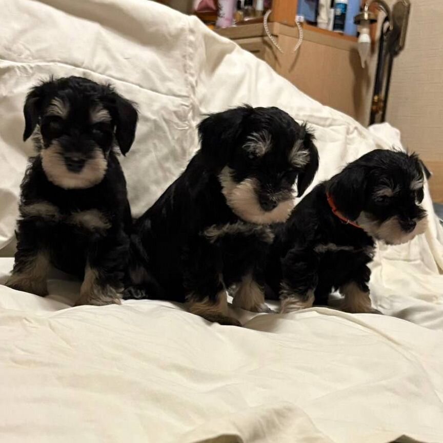 Цвергшнауцер, щенок