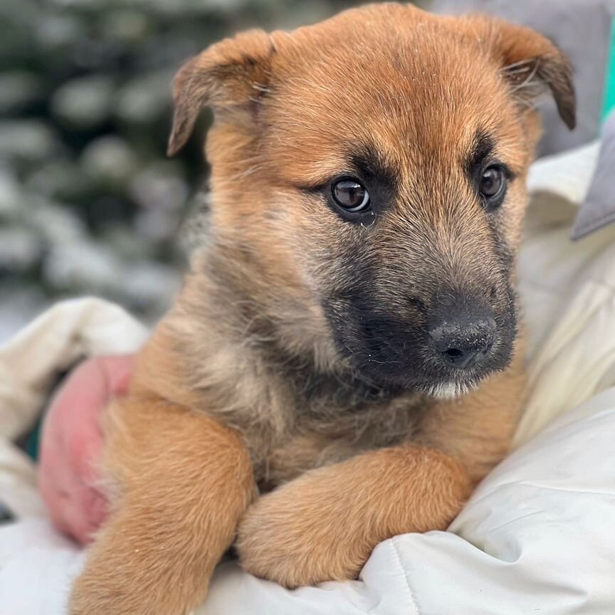 Щенкам нужен дом