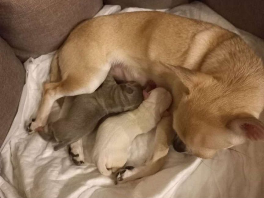 Чихуахуа, той терьер, карликовый пинчер. Доставка