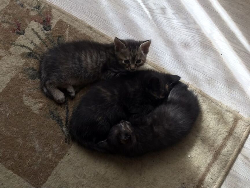 Котята отдам в добрые руки, кошка мышелов