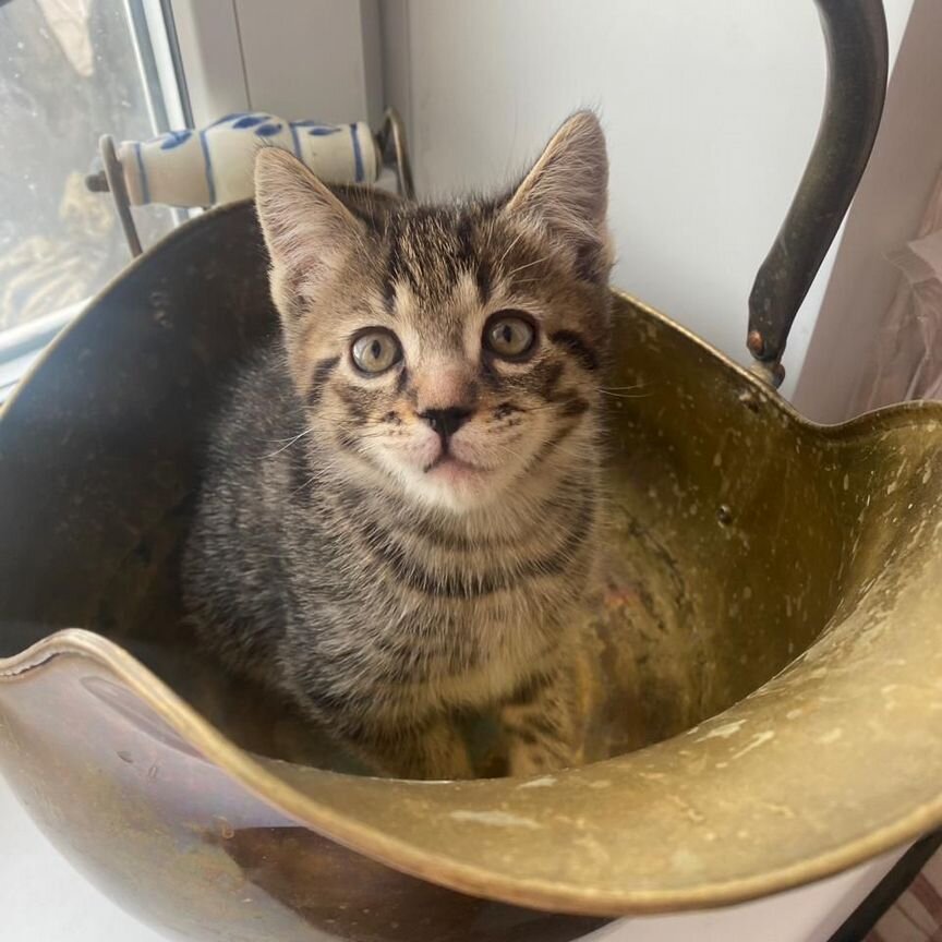 Британский котёнок мальчик окрас Whiskas