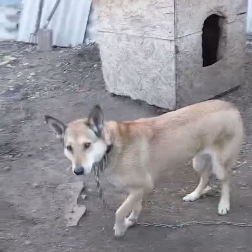 Помощь собаке