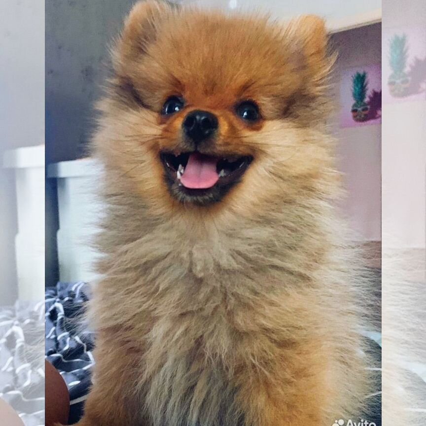 Немецкий шпиц, щенок