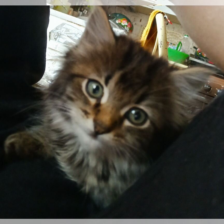 Котёнок бесплатно