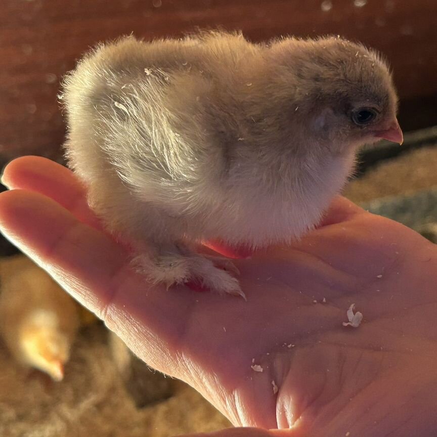 Цыплята брама