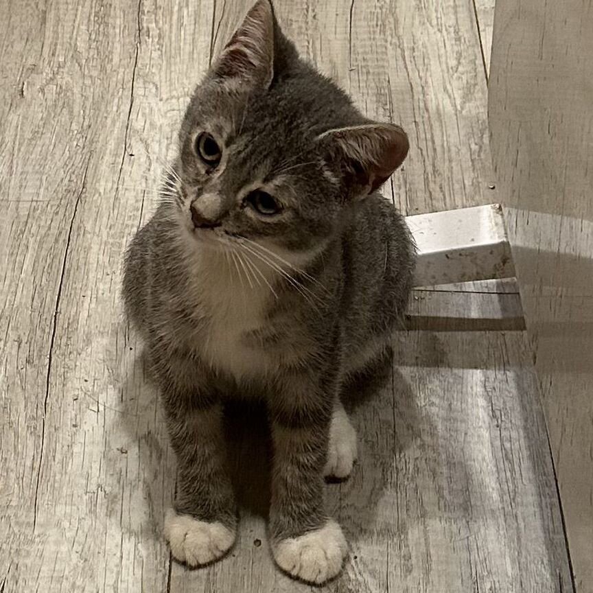 Котёнок