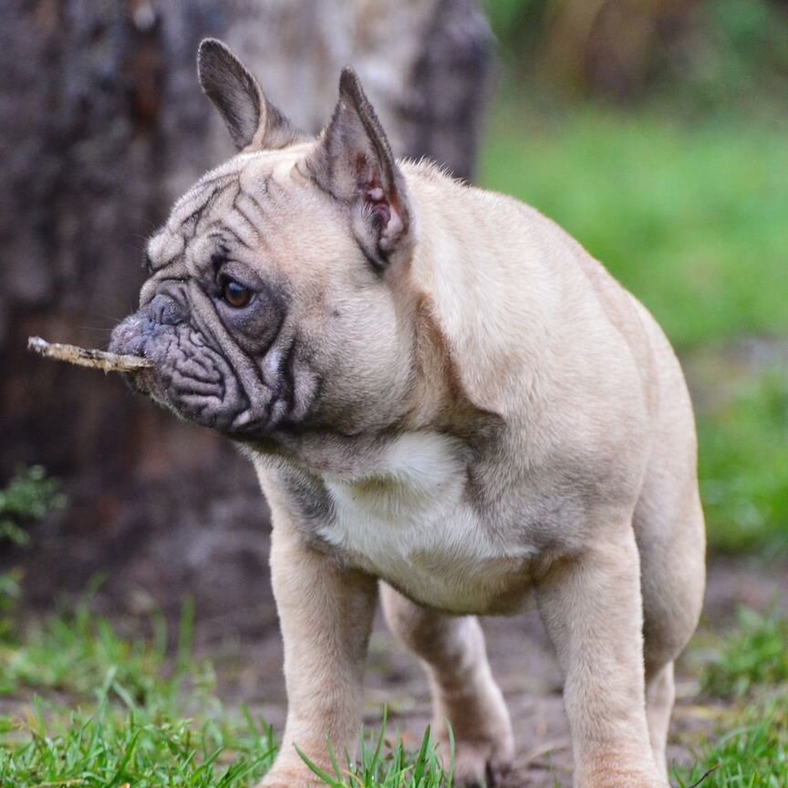 Французский бульдог, щенок