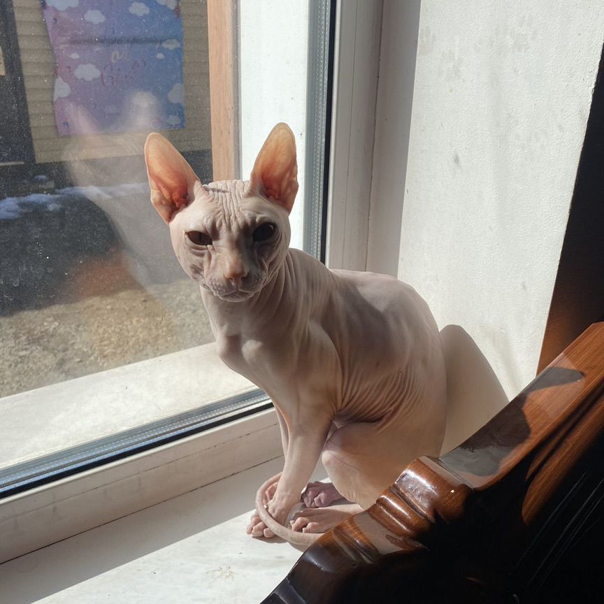 Канадский сфинкс