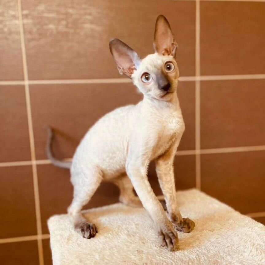 Котята корниш-рекс