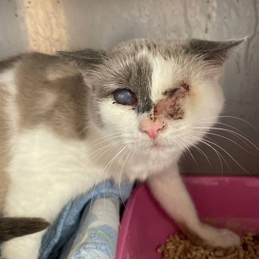 Взрослая, Девочка кошка в добрые руки