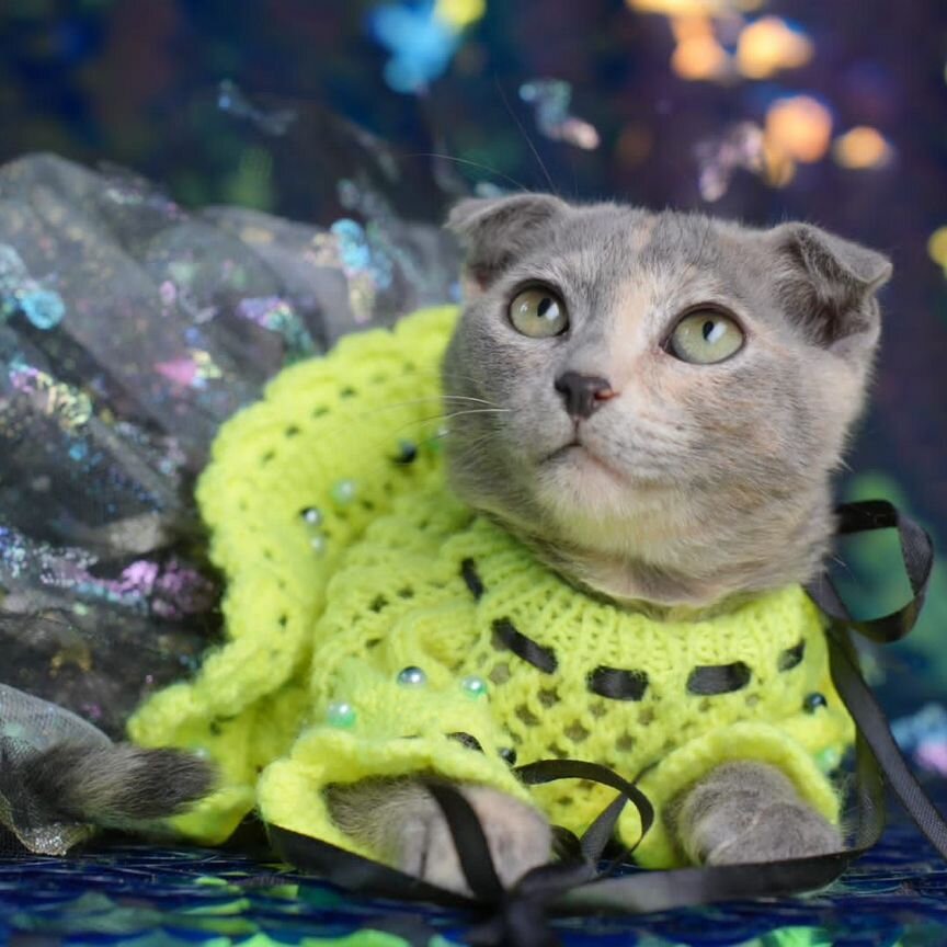 Вислоухая принцесса. Привита