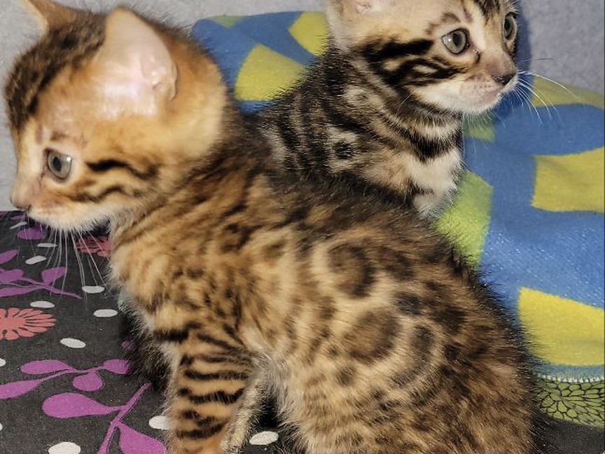 Бенгальская