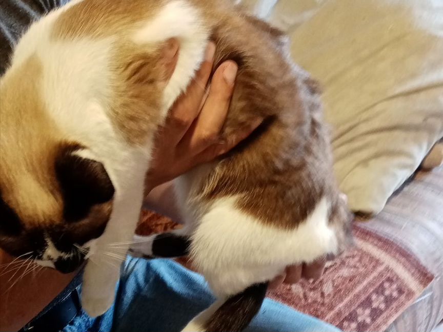 Отдам в добрые руки кошку