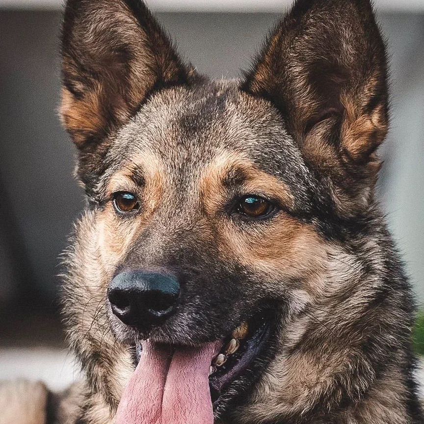 Мухтар ищет дом