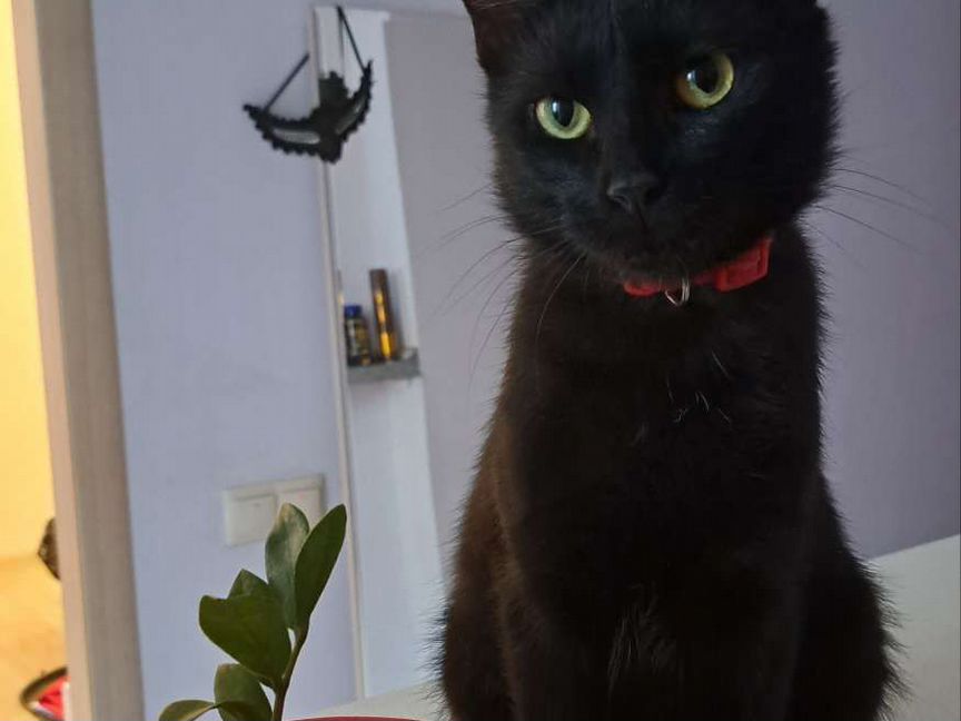 Кошка (Котенок) чёрная, беззубик