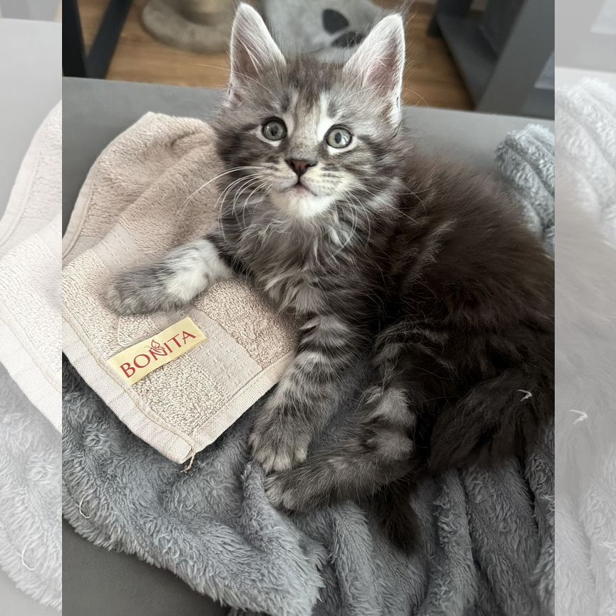 Мейн-кун котёнок