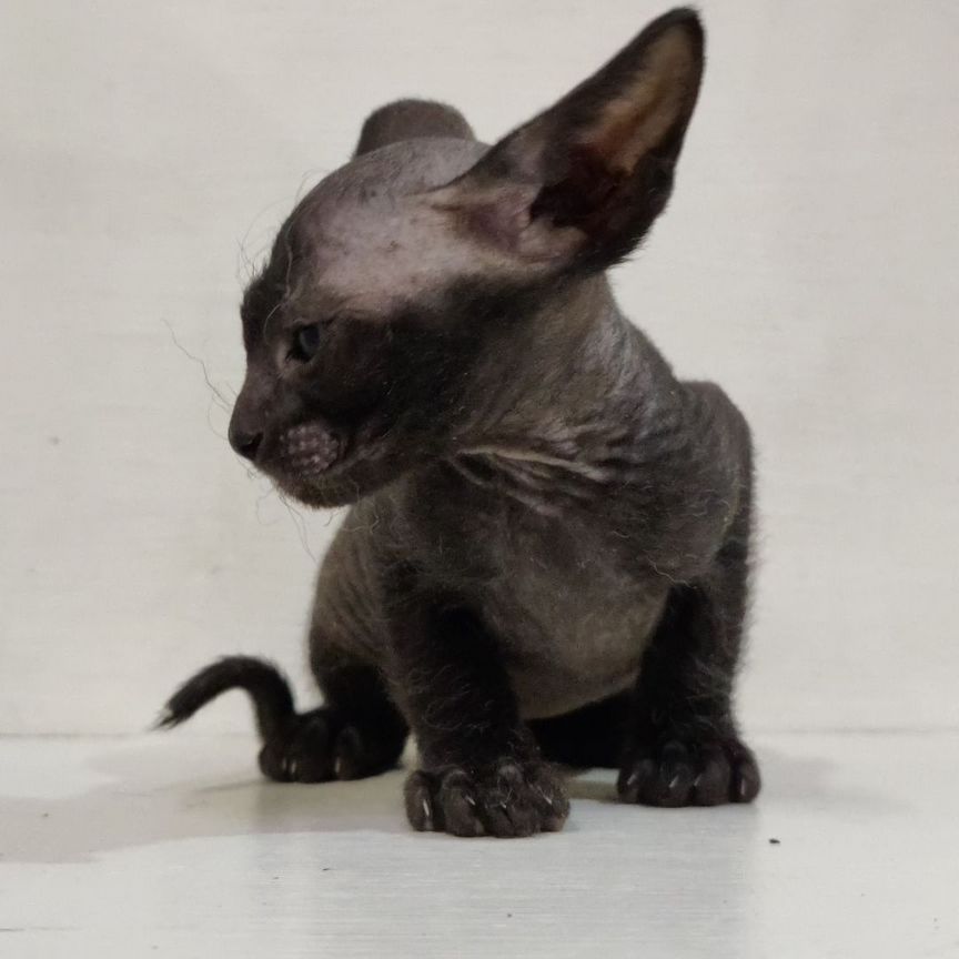 Мальчик канадского сфинкса