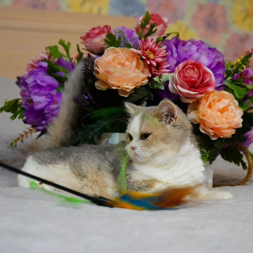 Шикарная британочка