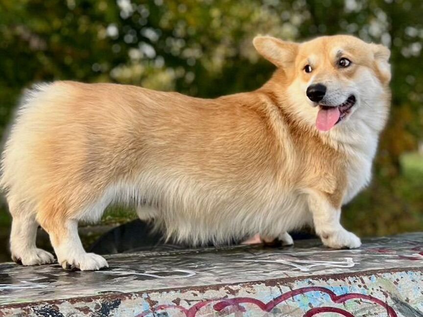 Вельш-корги пемброк вязка