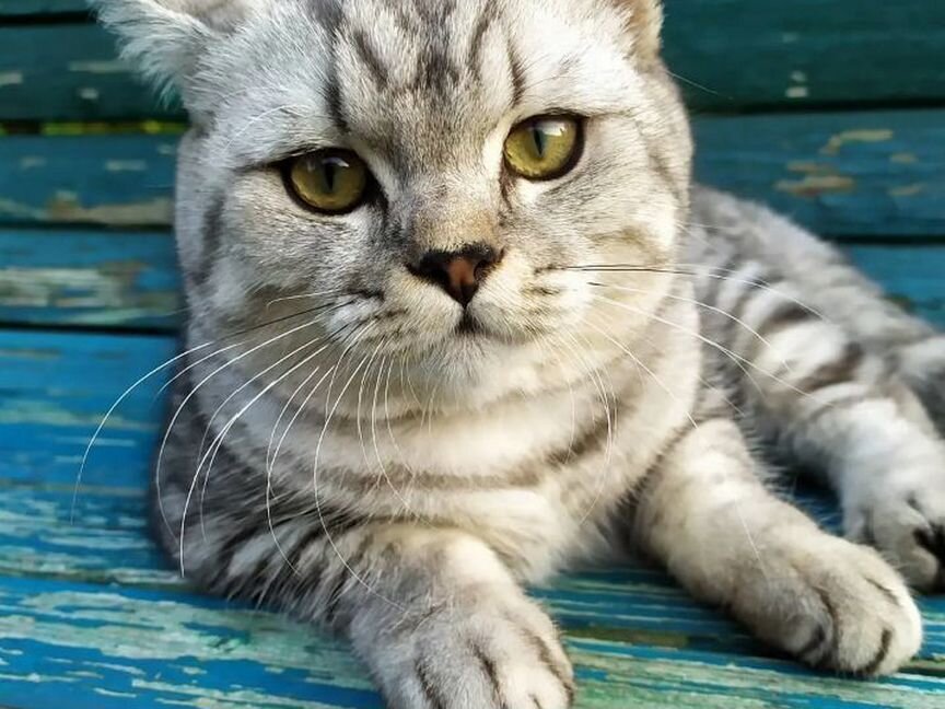 Британская