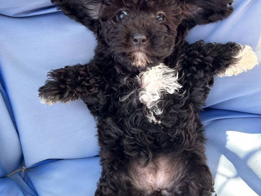 Малышка мальтипу f1