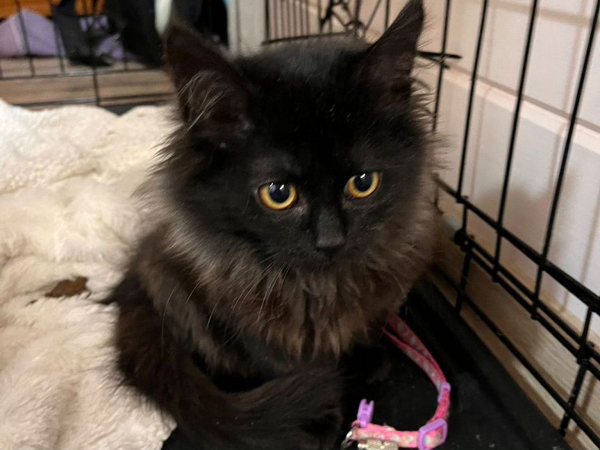 Черный пушистый котенок