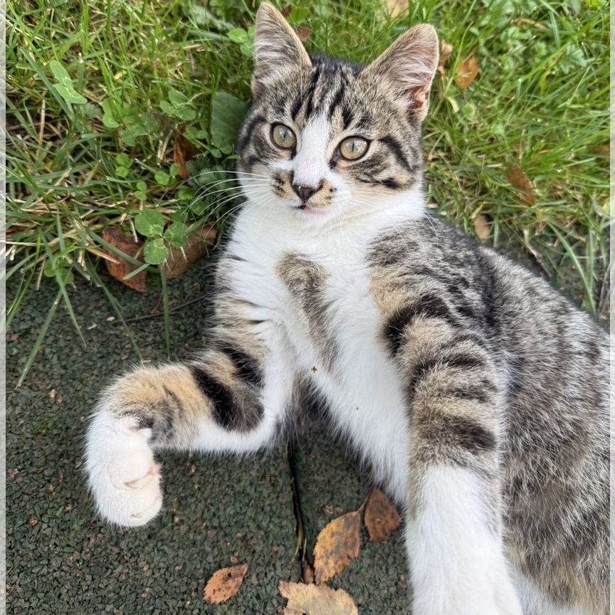 Котеное