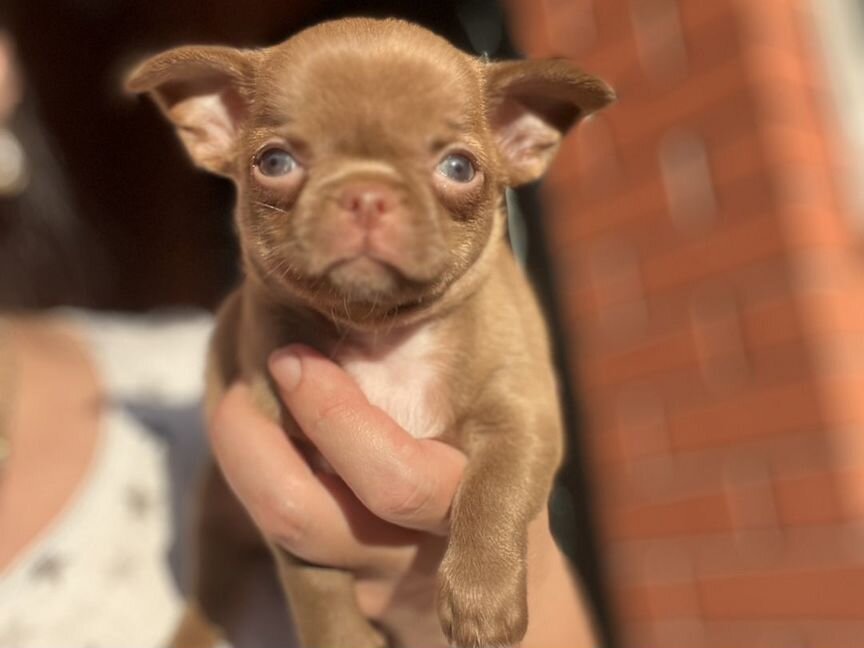 Щенки чихуахуа мини гладкошерстные