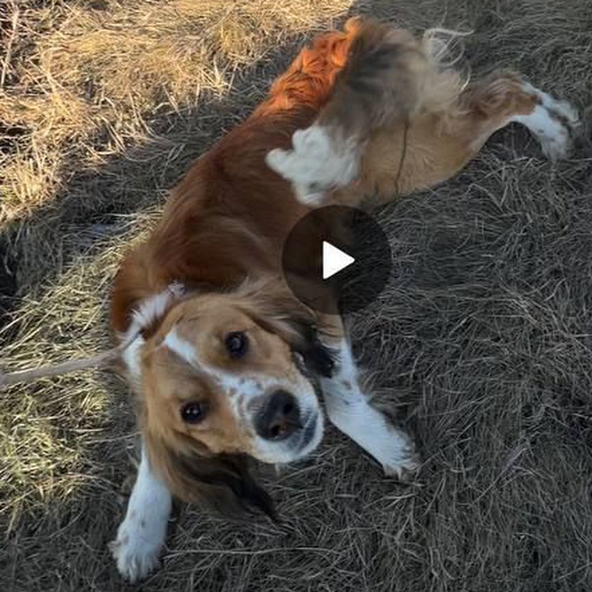 Кавалер кинг-чарльз-спаниель, взрослый пёс