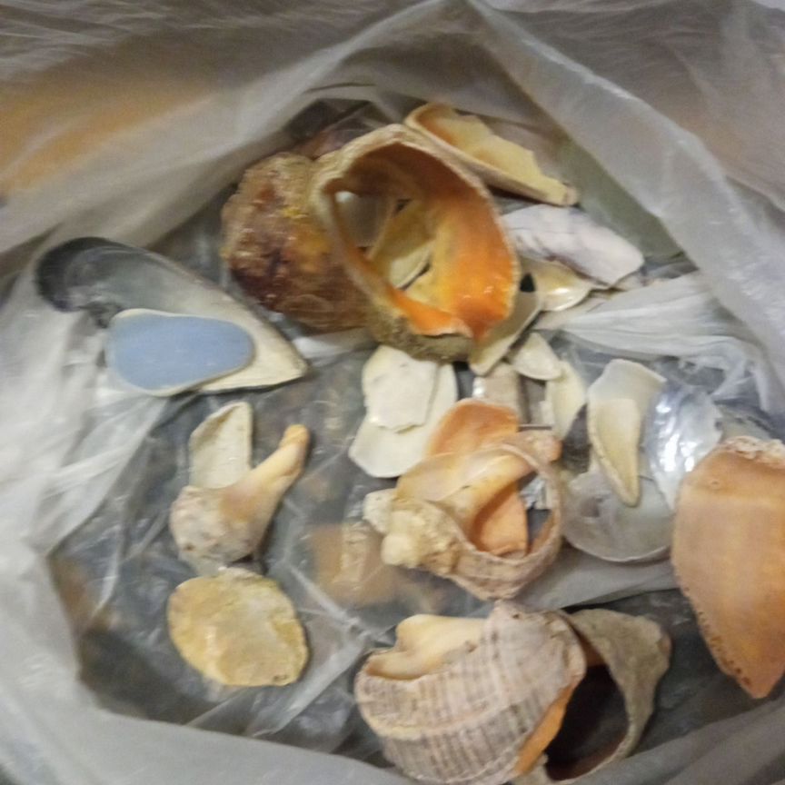 Ракушки для аквариума