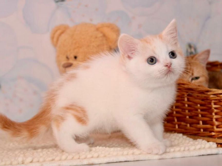 Британский котенок