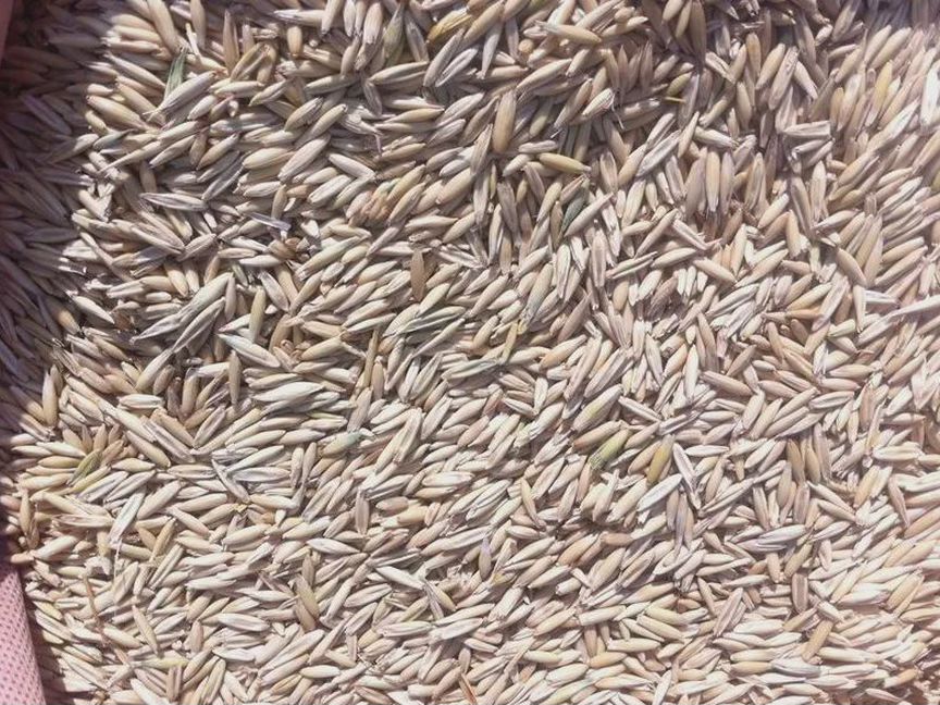 Ячмень, овес