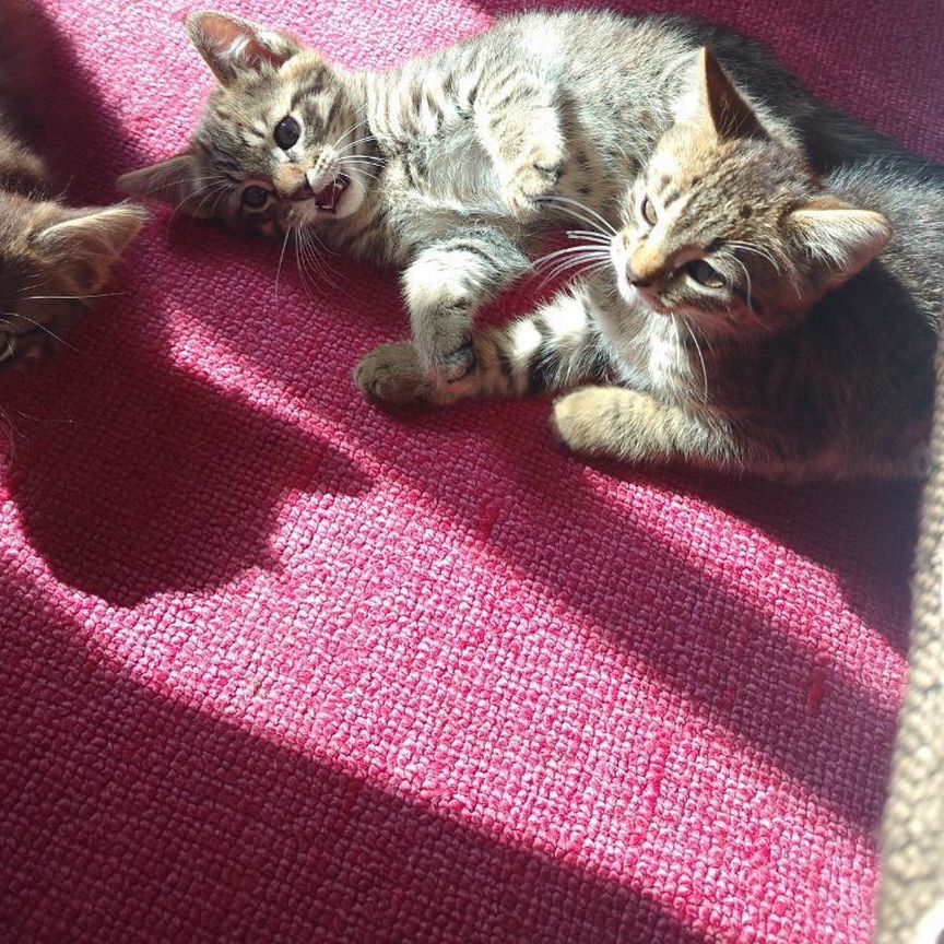 Котята в добрые руки