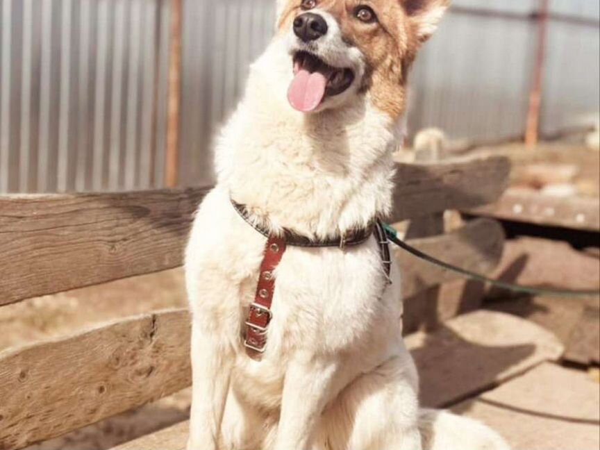 Собака породы лайка девочка 1 год