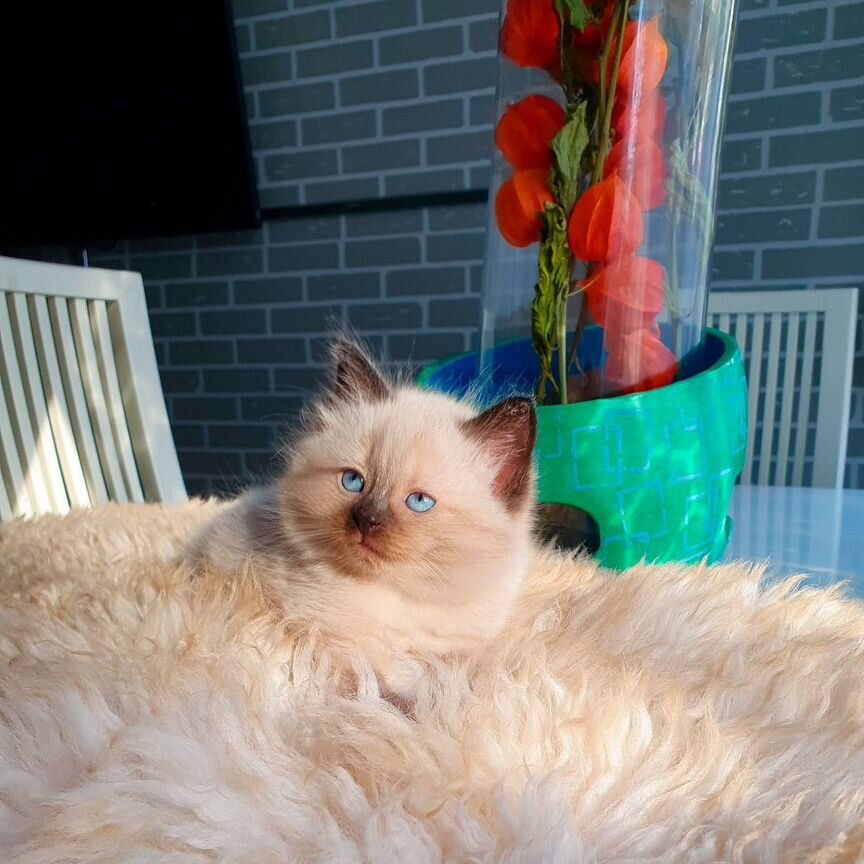 Невские маскарадные котята