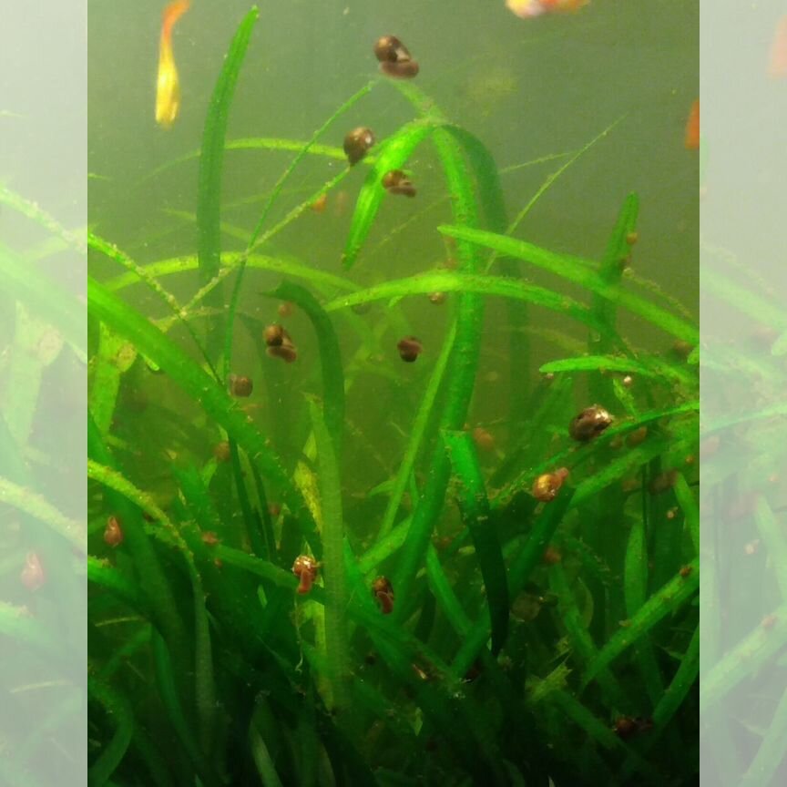 Эхинодорус нежный, тенеллюс, "аквагазон"