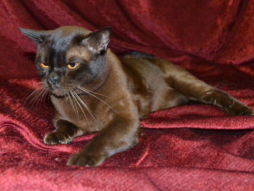 Питомник Европейской бурманской кошки "Кат-Ши"