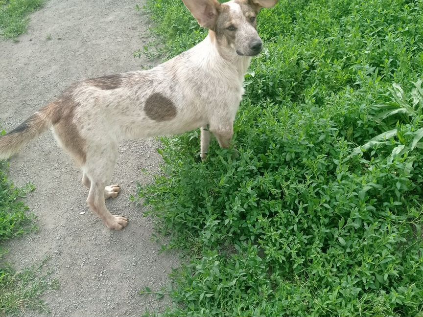 Отдам в добрые руки