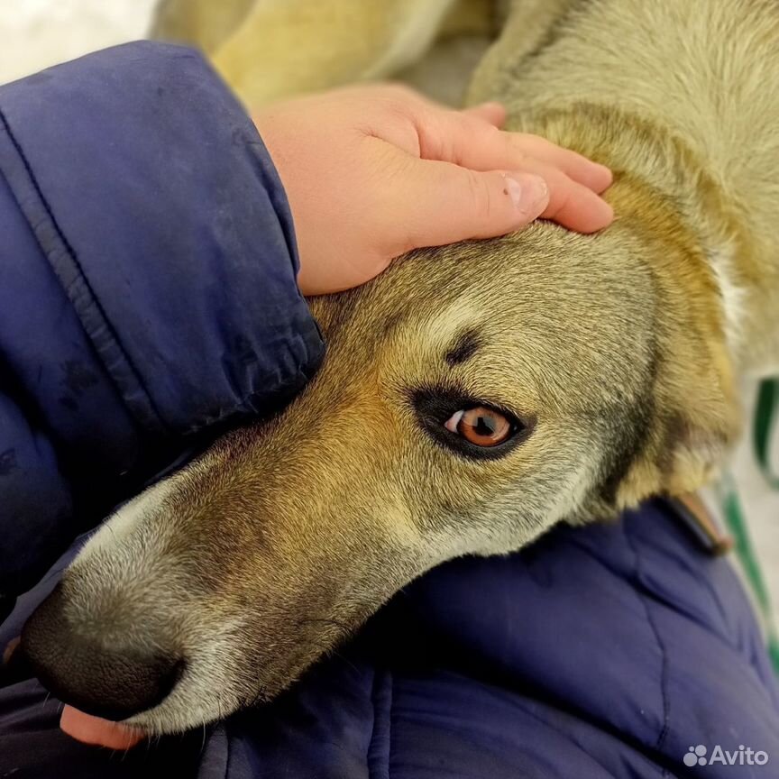 Собака в добрые руки