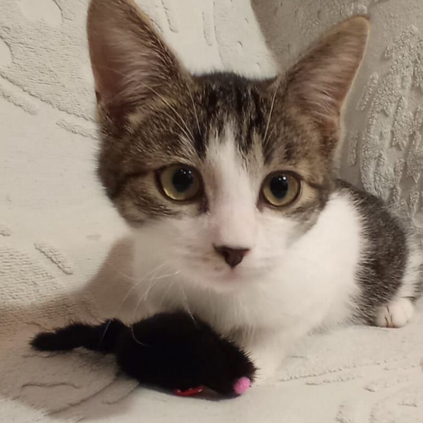 Котенок мальчик 3 месяца