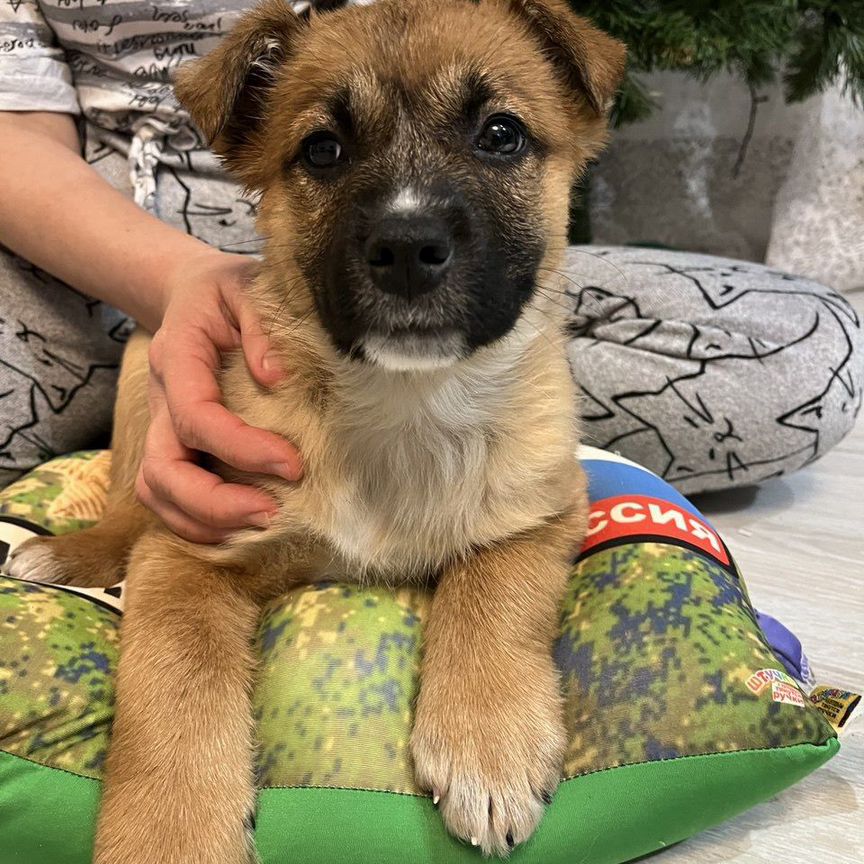 Щенок в добрые руки бесплатно от овчаристой мамы