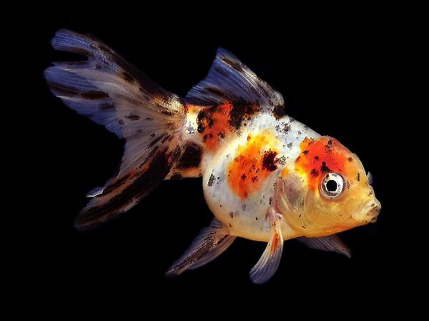 Золотая рыбка Оранда ситцевая (Carassius auratus