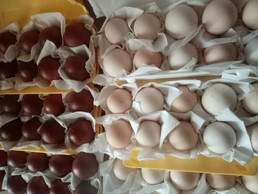 Инкубационное яйцо индоутки,Брама, гуси