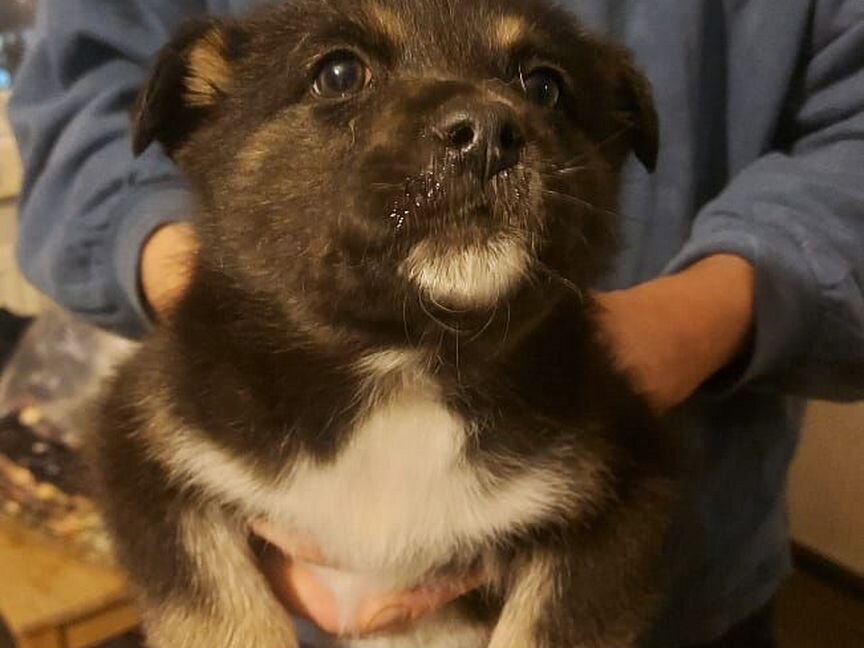 Щенки 2 месяца