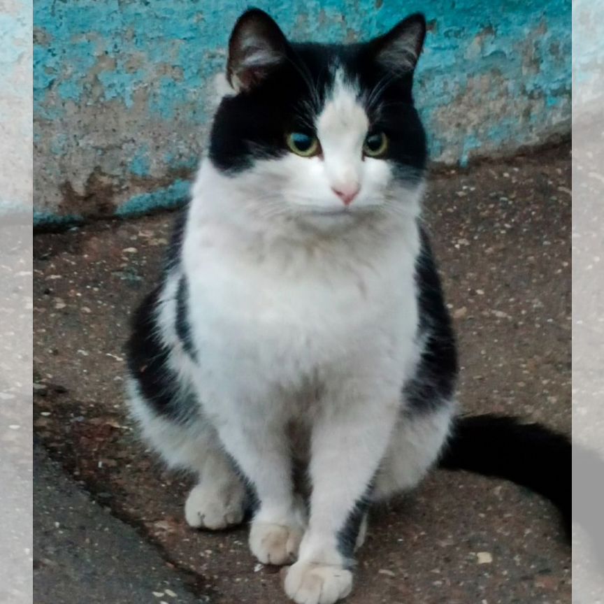 Котик