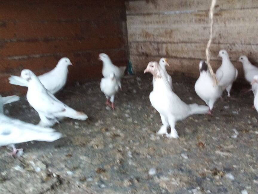 Голуби бакинцы